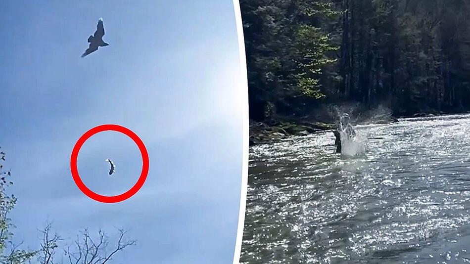 Adler lässt Fang direkt neben Angler in Fluss fallen - Video | GMX.AT