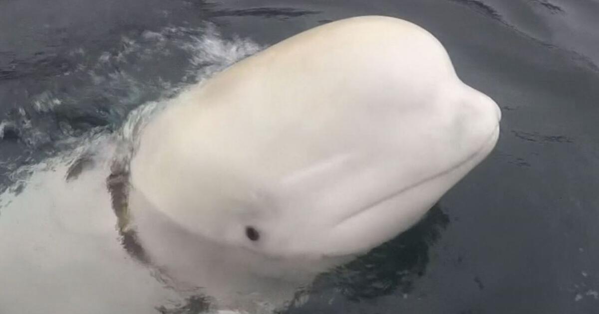 Russischer Spion? Beluga-Wal von Zaumzeug befreit - Video | GMX.AT