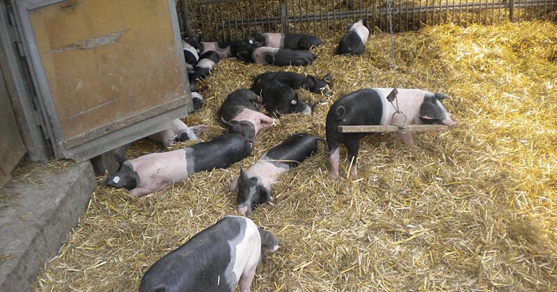 So bio, so teuer – schmeckt man den Unterschied? | GMX.AT