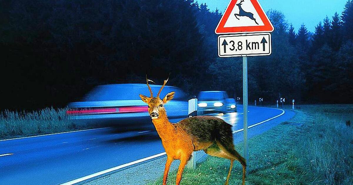 Wildunfall: So verhalten Sie sich nach dem Zusammenstoß richtig | GMX.AT