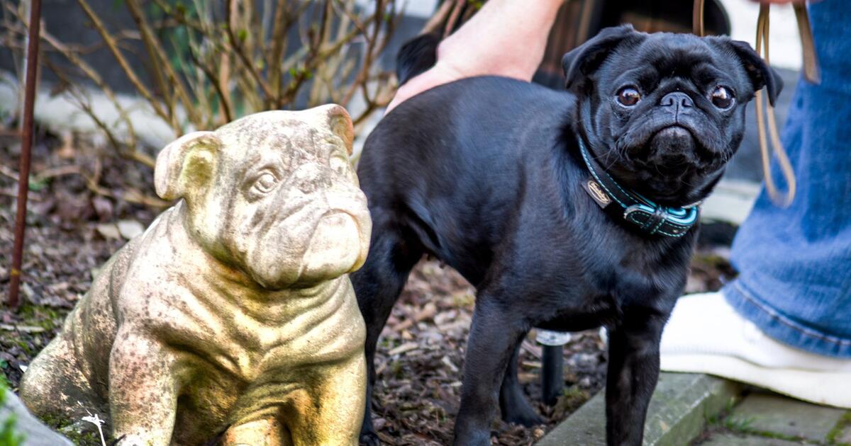Mops gepfändet und verkauft - nun hagelt es Vorwürfe | GMX.AT
