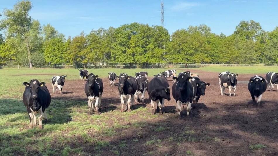 233 Tiere geklaut: Rinderdiebstahl in Brandenburg - Video | GMX.AT