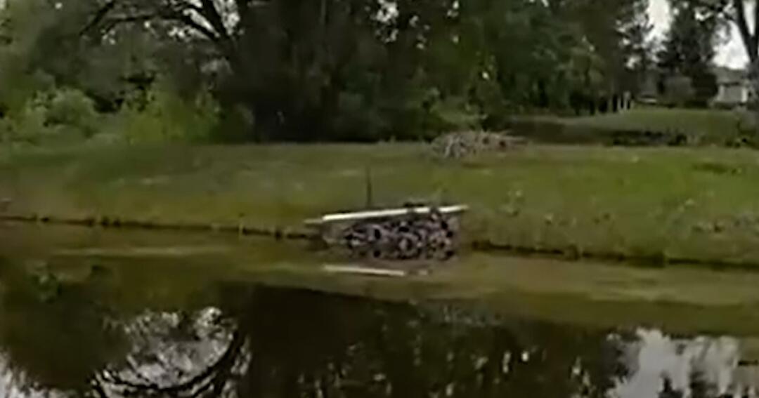 Polizeieinsatz: Hund Luna steckt im Teich fest - Video | GMX.AT