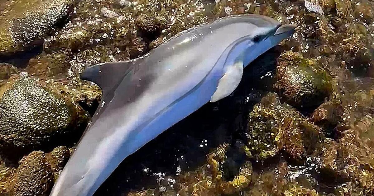 Spaziergänger rettet Delfin-Baby auf Gran Canaria - Video | GMX.AT