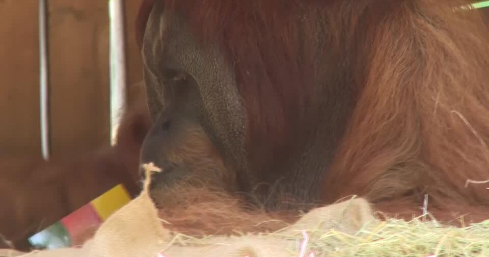 Orang-Utan orakelt deutschen Sieg gegen Elfenbeinküste - Video | GMX.AT