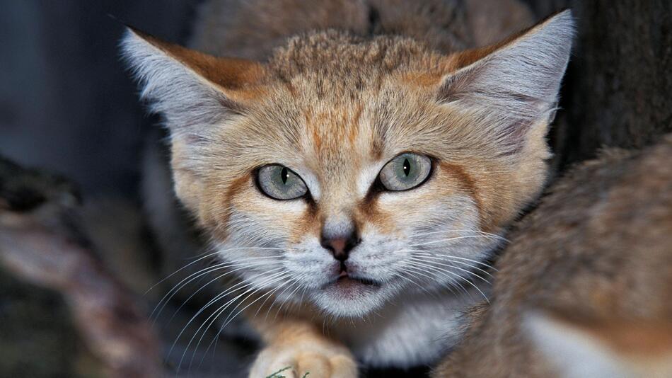 Ist es möglich, Sandkatzen als Haustiere zu halten? | GMX.AT