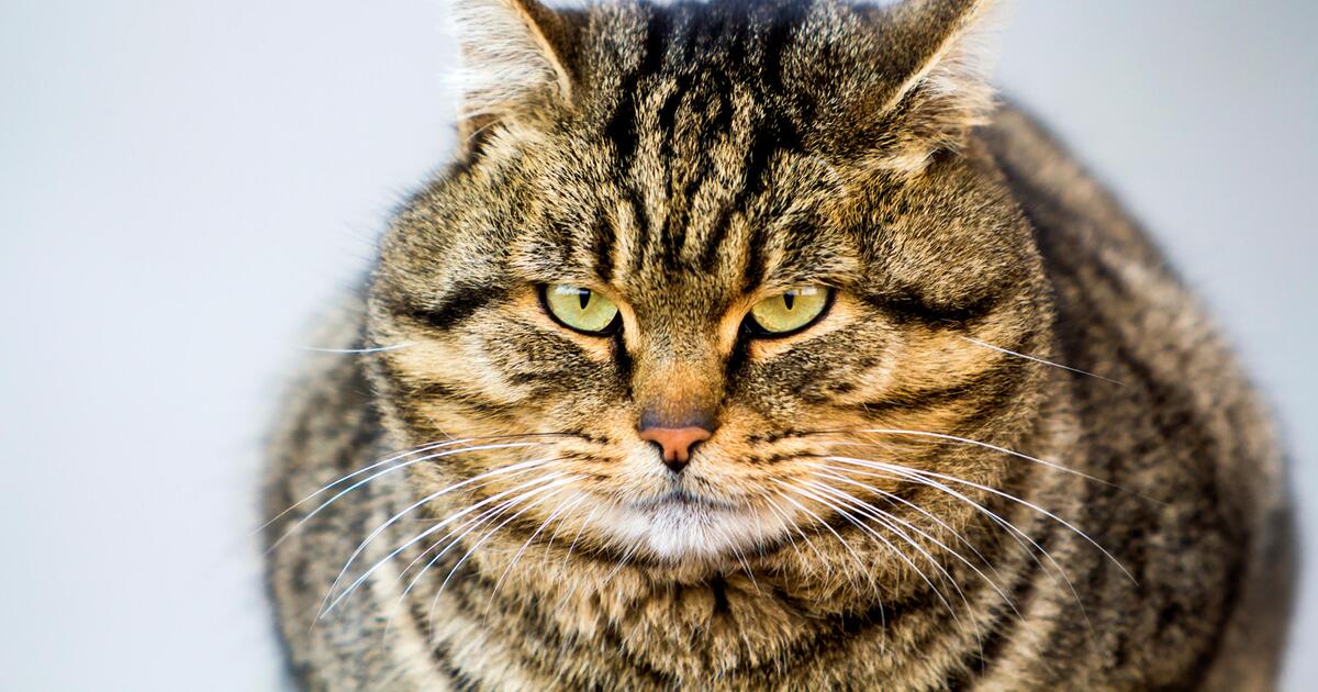 Was Ihre Katze wirklich von Ihnen braucht | GMX.AT
