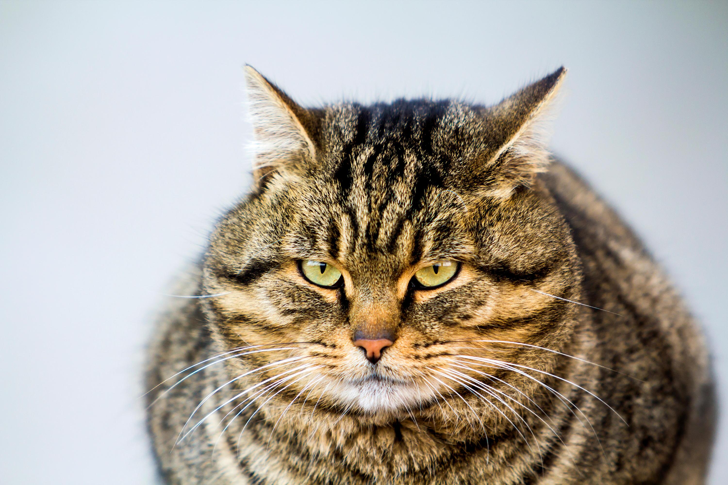 Was Ihre Katze wirklich von Ihnen braucht | GMX.AT