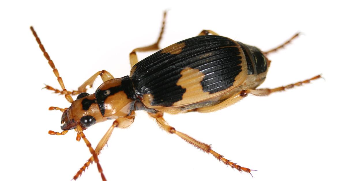 "Furzender Käfer", stechende Wanze: Insekten überraschen Forscher | GMX.AT