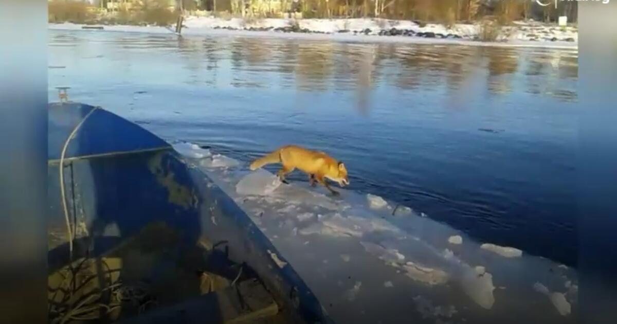 Fischer rettet Fuchs auf Eisscholle | GMX.AT
